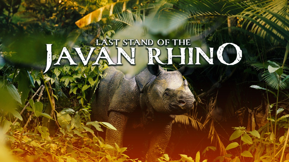 ‎Last Stand Of The Javan Rhino - Apple TV