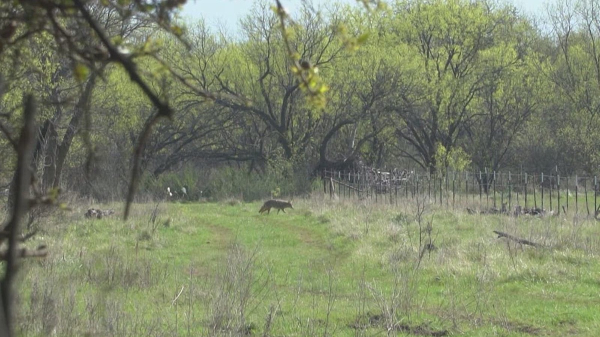 Lonestar Longbeards - All Things Hunting (Season 2, Episode 7) - Apple TV