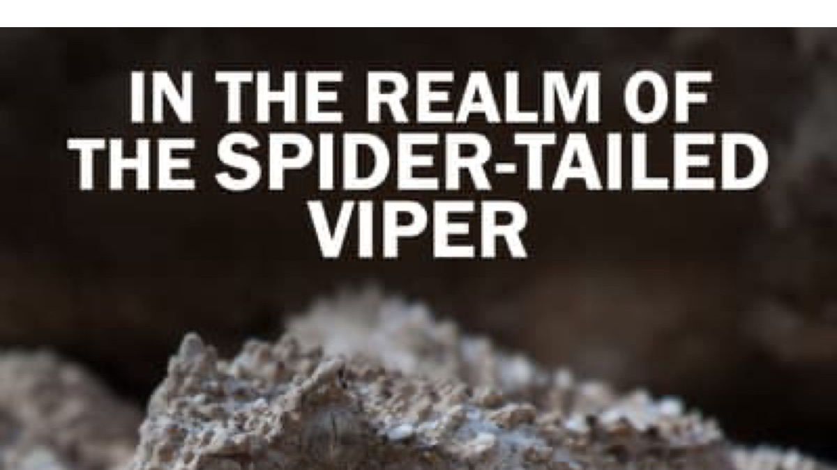 ‎In the Realm of the Spider-Tailed Viper - Apple TV