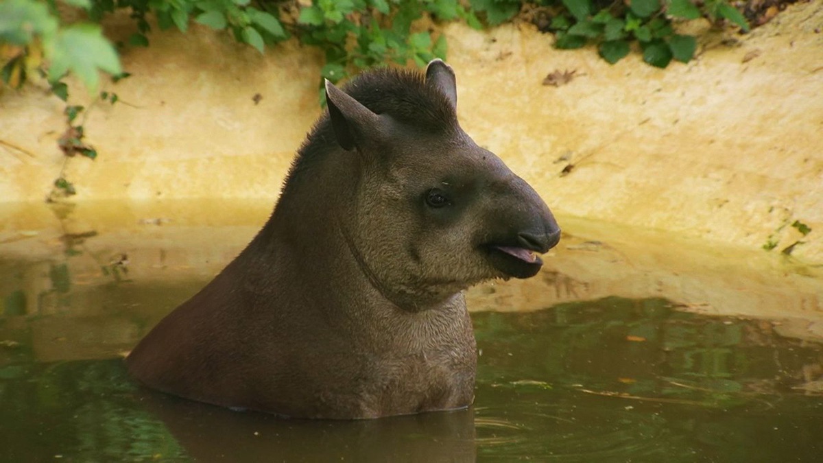 ‎The Big Stink/Dr Zoo – The Zoo (Season 2, Episode 104) - Apple TV (AU)