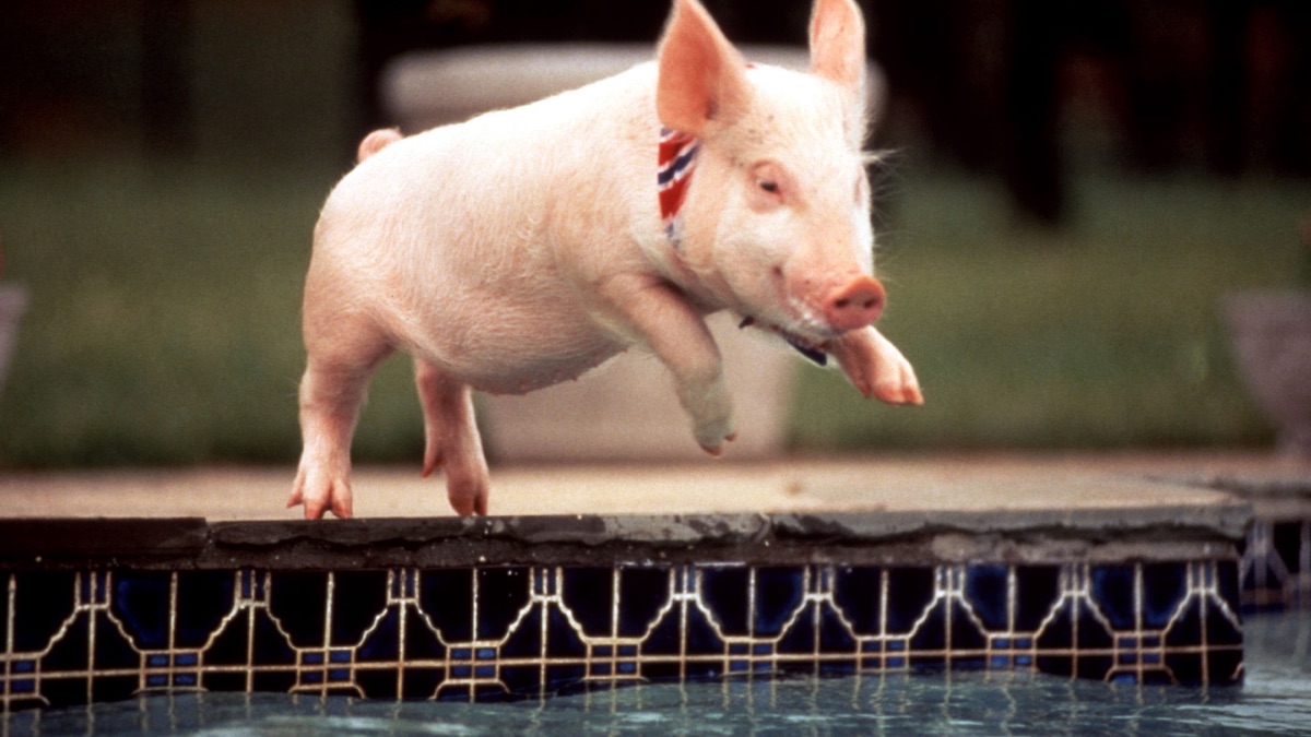 Gordy | Apple TV (IL)