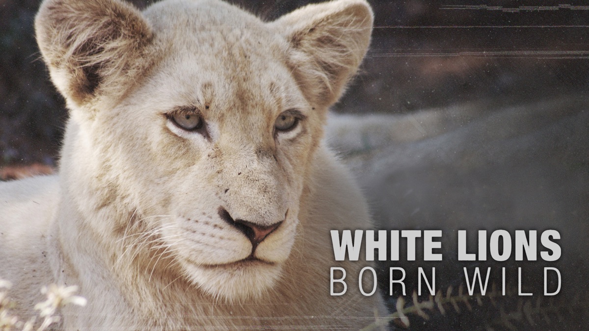 ‎White Lions - Born Wild - Apple TV