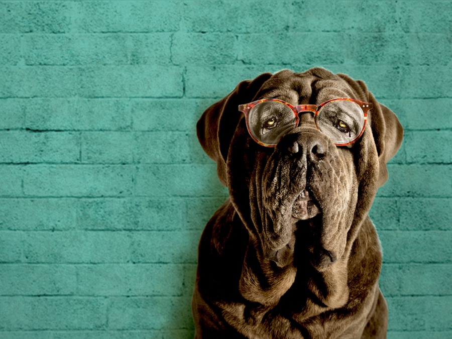 Mi Perro Estúpido | Apple TV