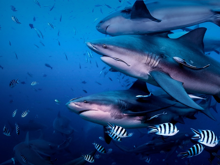Regreso al territorio de tiburones - Apple TV