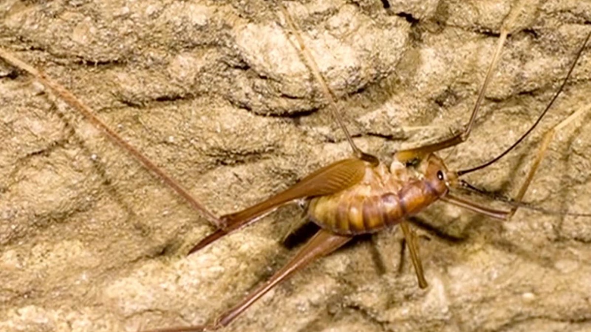 Weta - Creation Proclaims (Season 1, Episode 6) - Apple TV