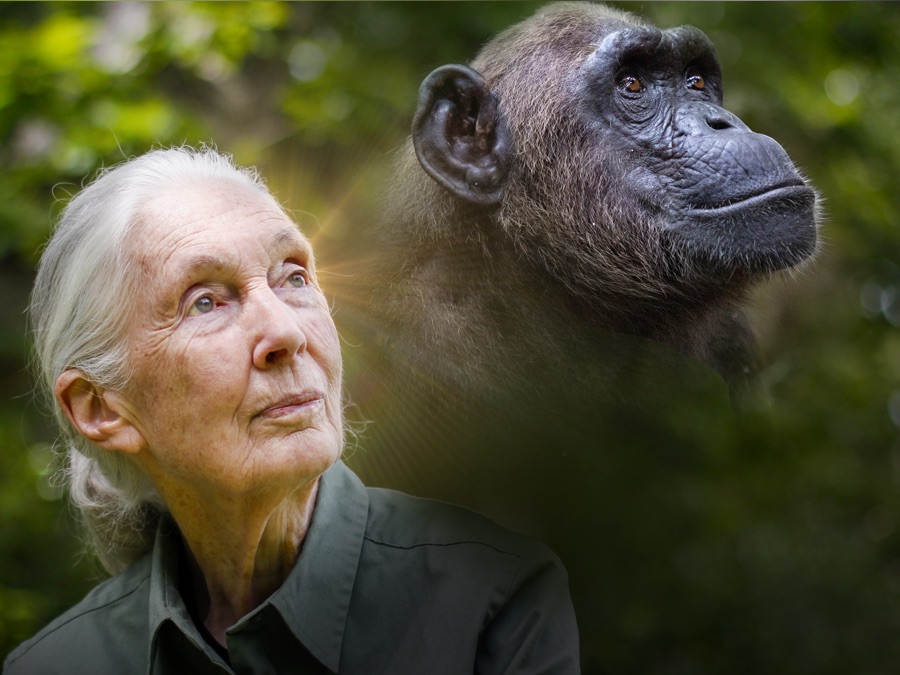 Jane Goodall's Chimp Sanctuary - Apple TV (UK)