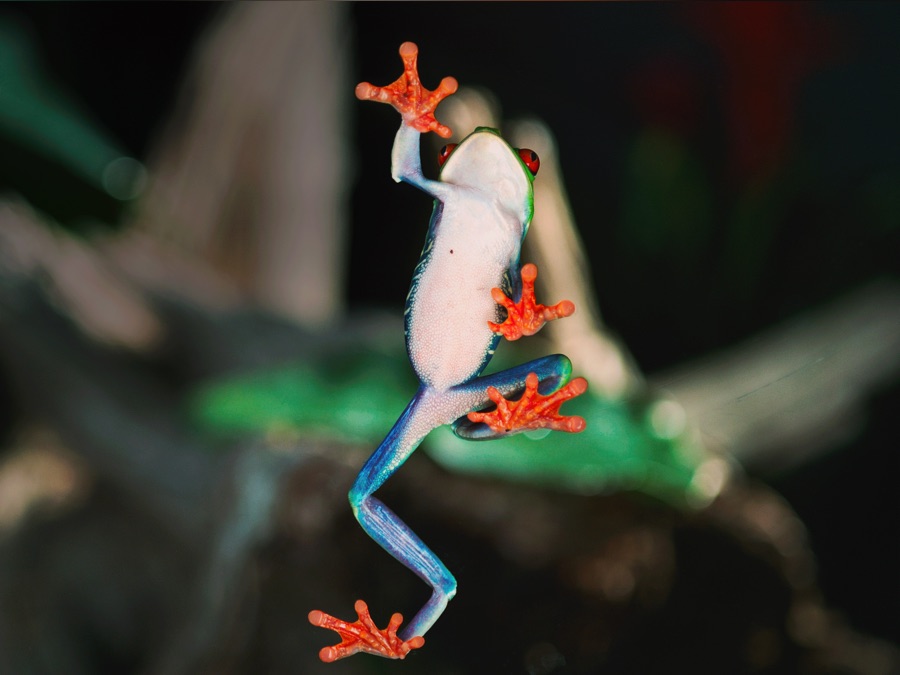 Wild Moves - Apple TV (UK)