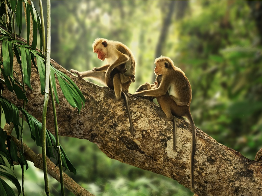 Monkey Island - Apple TV (UK)