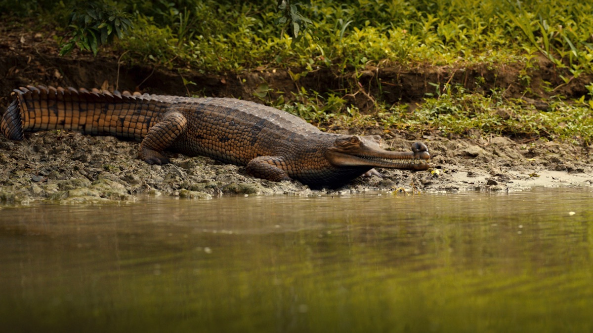 Gavialis gangeticus - Der Gharial – Janes tierische Abenteuer (Staffel ...