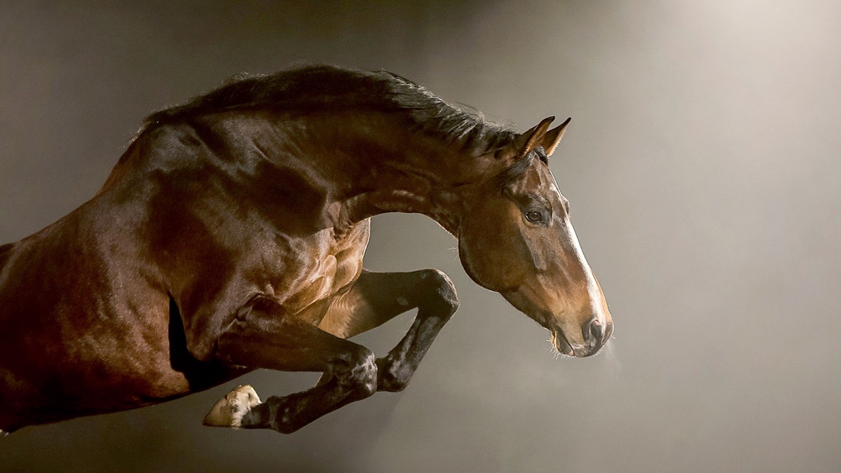 Equus: Story of the Horse - Apple TV