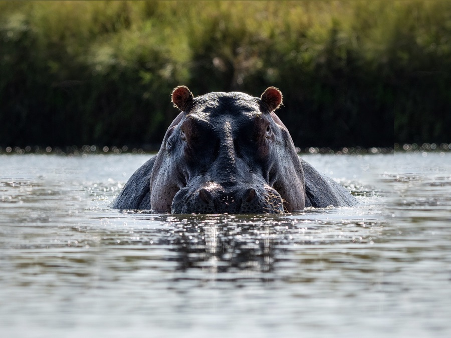 Hippo Hell - Apple TV