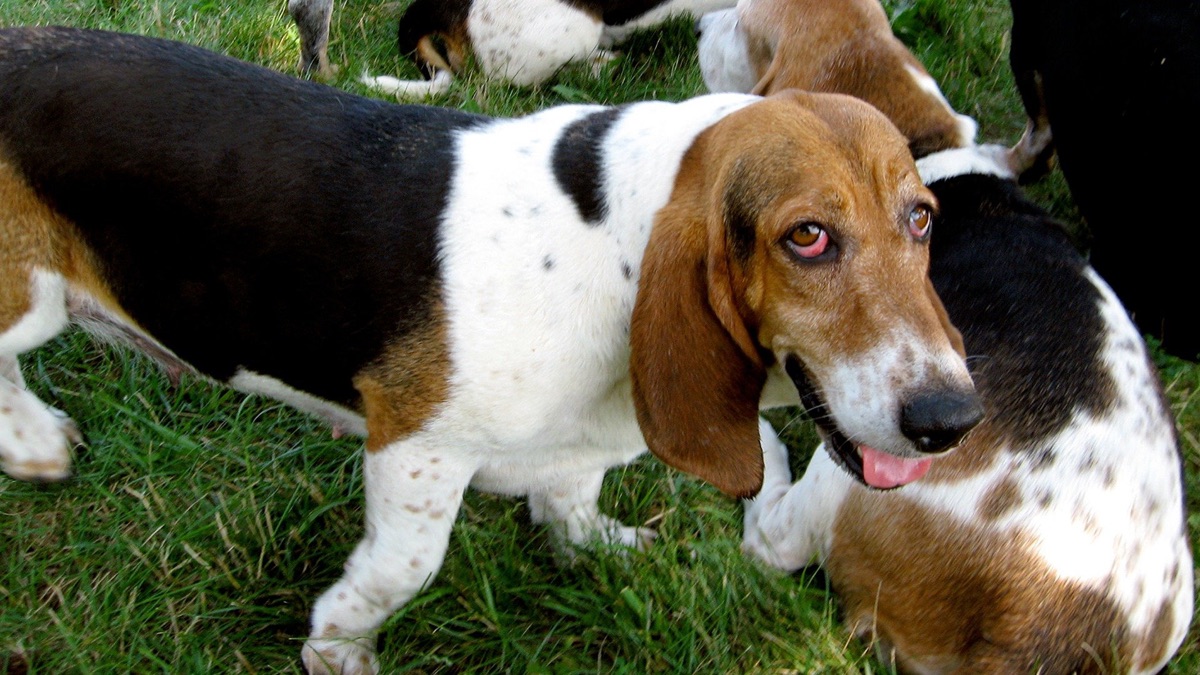 St Bernard Basset Hound Mix