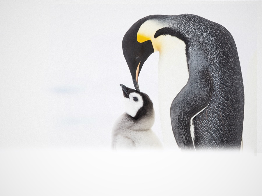 Penguins: Meet the Family - Apple TV