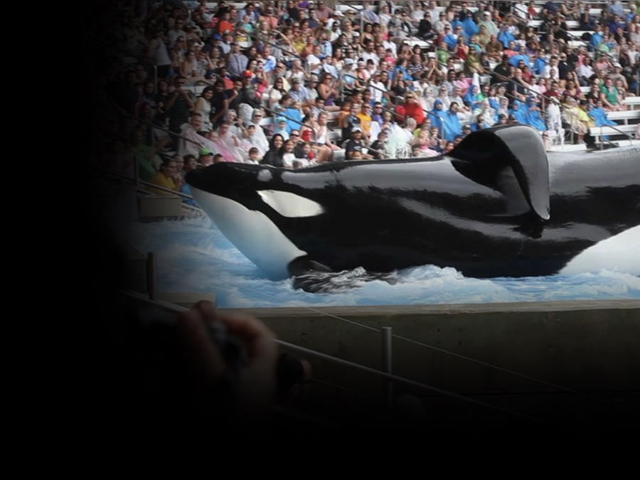 Blackfish - Apple TV (CA)