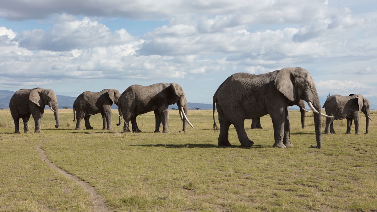 Hostile Planet Grasslands - Hostile Planet (Season 1, Episode 3) - Apple TV