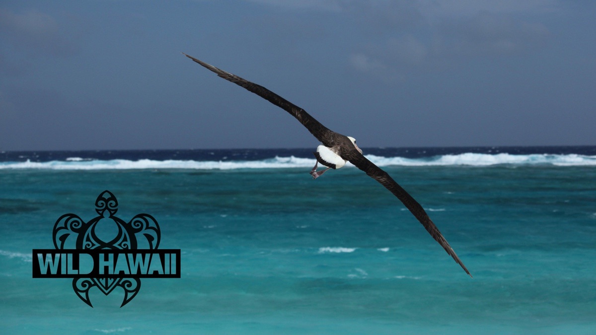 ‎Wild Hawaii - Apple TV