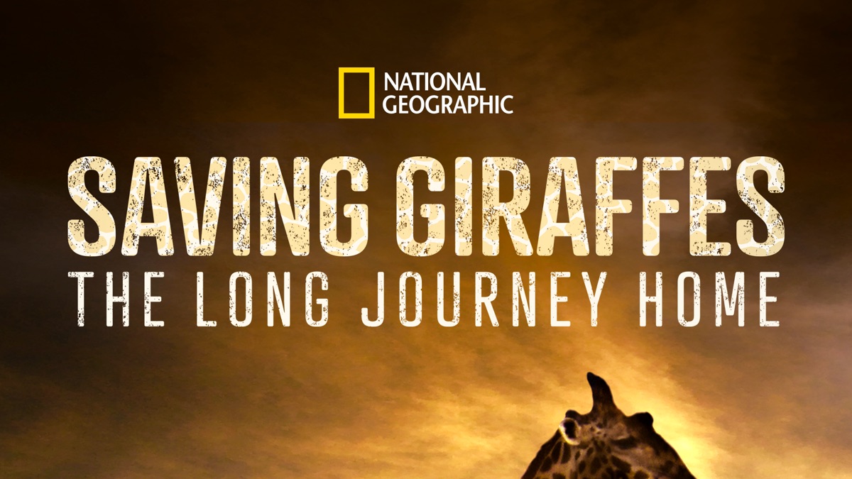 ‎Saving Giraffes: The Long Journey Home - Apple TV