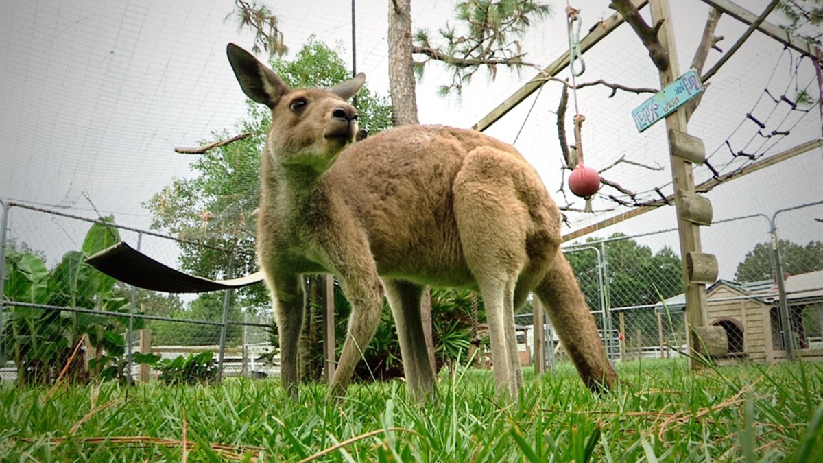 Beasts Behaving Badly - Apple TV