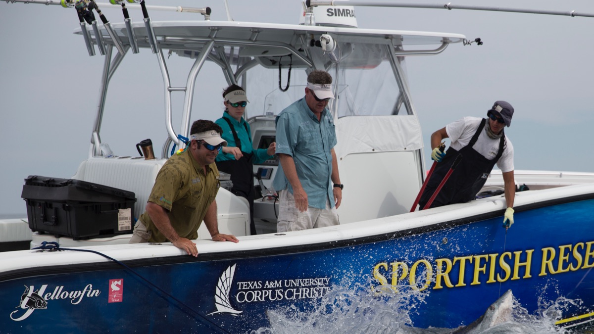 Monster Mako – Monster Mako 3 (Season 1, Episode 1) - Apple TV (CA)