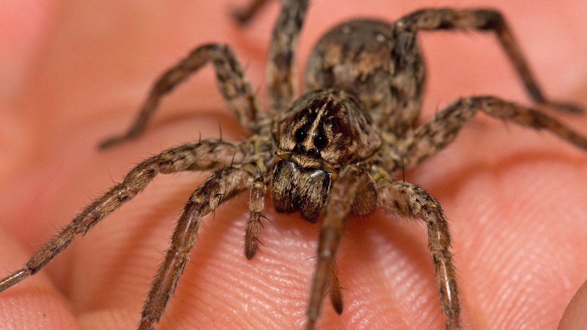 Fear Factor UK - Apple TV