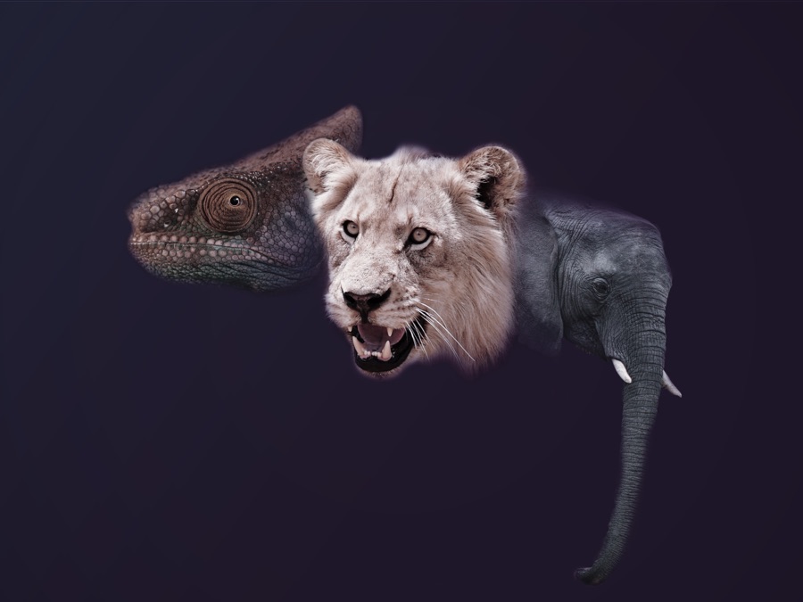 Animals Decoded - Apple TV (UK)