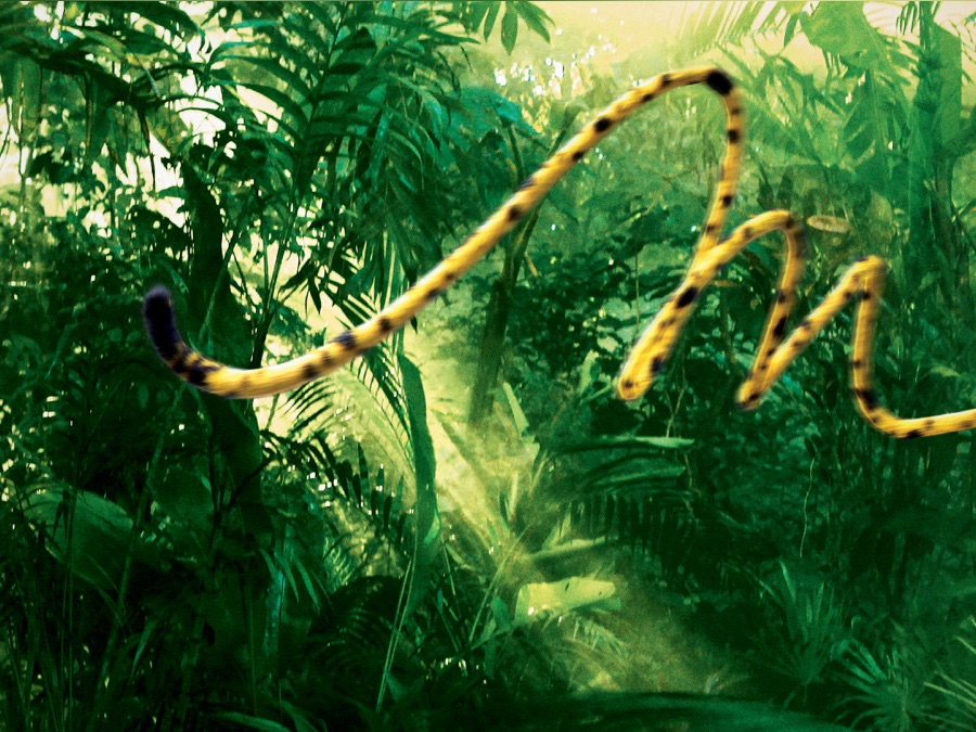 HOUBA! On the Trail of the Marsupilami - Apple TV