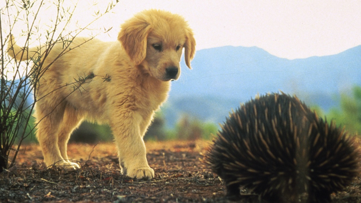 Napoleon - Apple TV (UK)