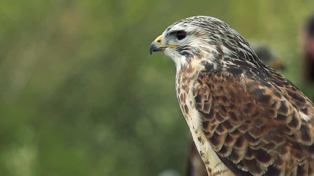 Archie and Zooey's Cool Facts: Top 10 Incredible Animals - Apple TV