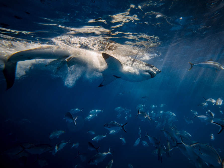 Tiburones en la mira 2 - Apple TV (MX)