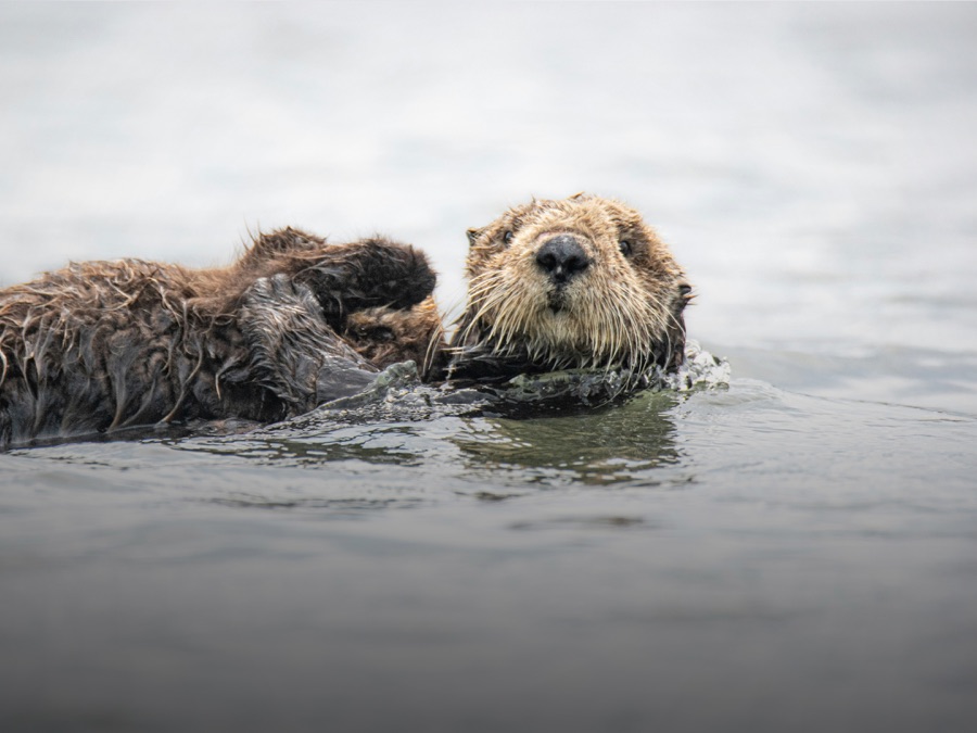 Seasons Of The Otter - Apple TV