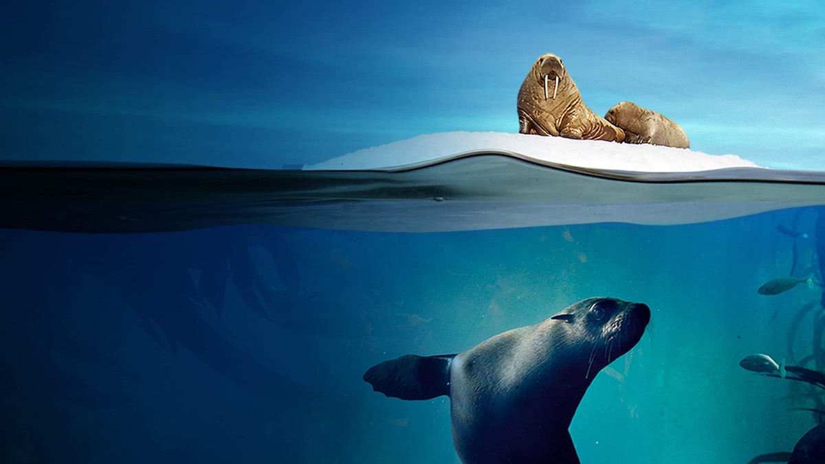 Blue Planet II: The Making Of - Apple TV (AU)