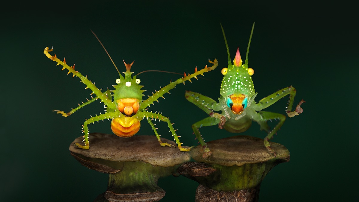 Learning to See the World of Insects - Apple TV