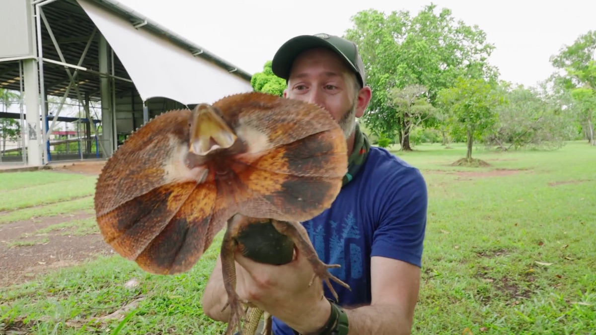 Would You Enter a Dragon Infested Park?; Spiked by Sharpest Lizard on ...