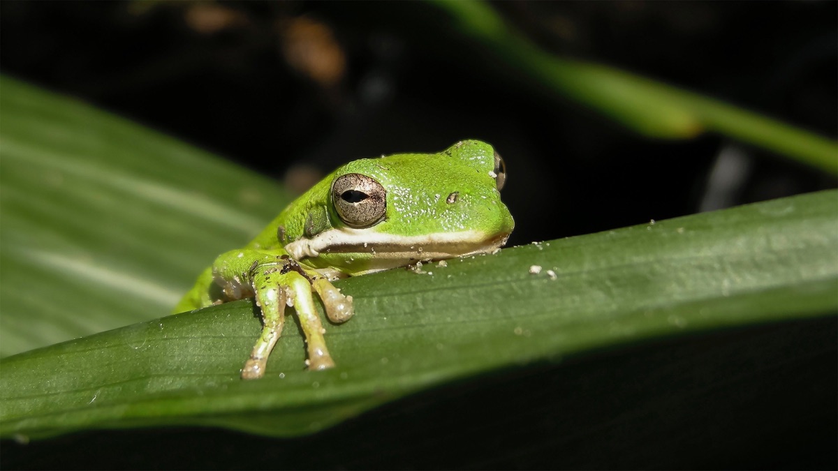 Natural Genius - Apple TV
