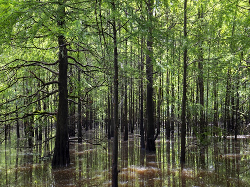 National Forests of Texas | Apple Maps