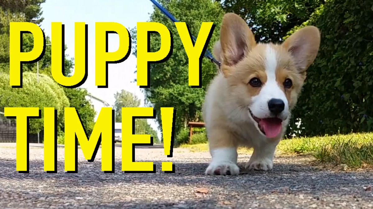 Throwback to Puppyhood - Topi the Corgi (Season 1, Episode 33) - Apple TV