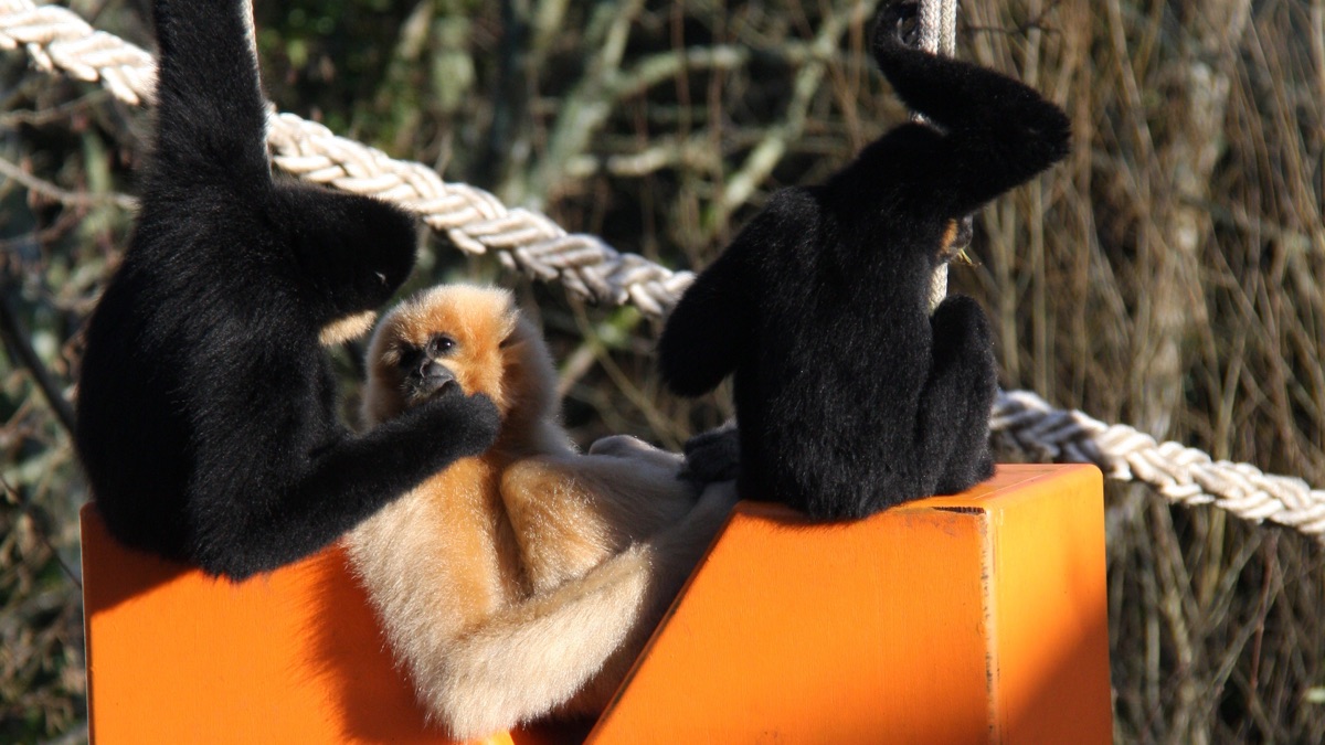 Monkey Life 3 - Monkey Life (Series 11, Episode 3) - Apple TV (UK)