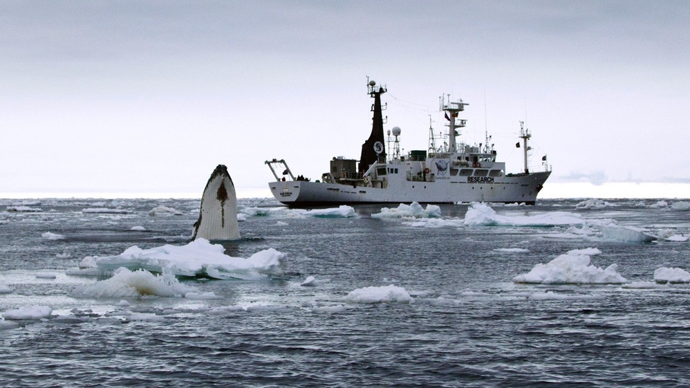 Whale Wars on Apple TV