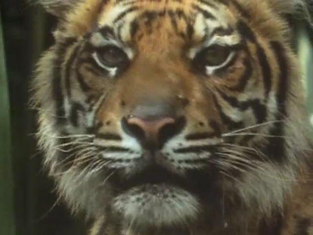 Really Wild Animals - Apple TV