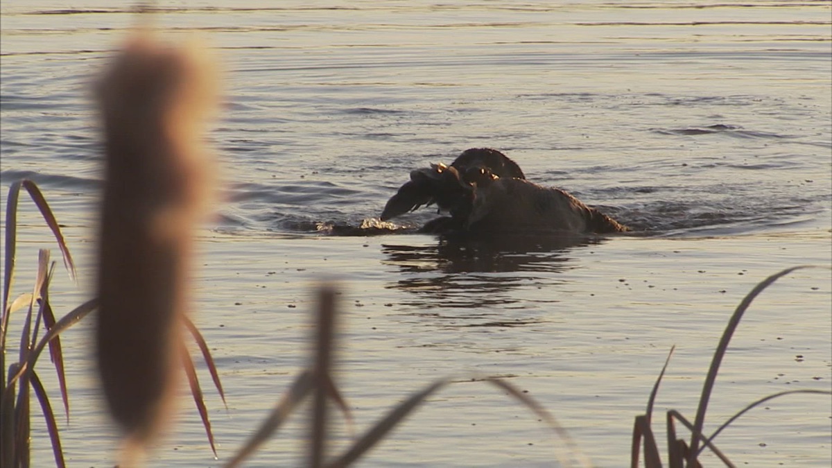 Alberta - Ducks Unlimited (Season 1, Episode 1) - Apple TV