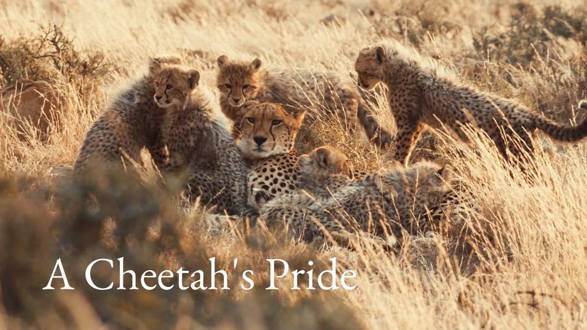 ‎A Cheetah's Pride - Apple TV