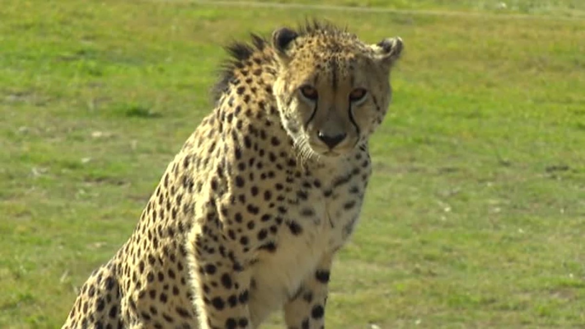 The Cheetah and Backyard Animals - All About Animals - Apple TV