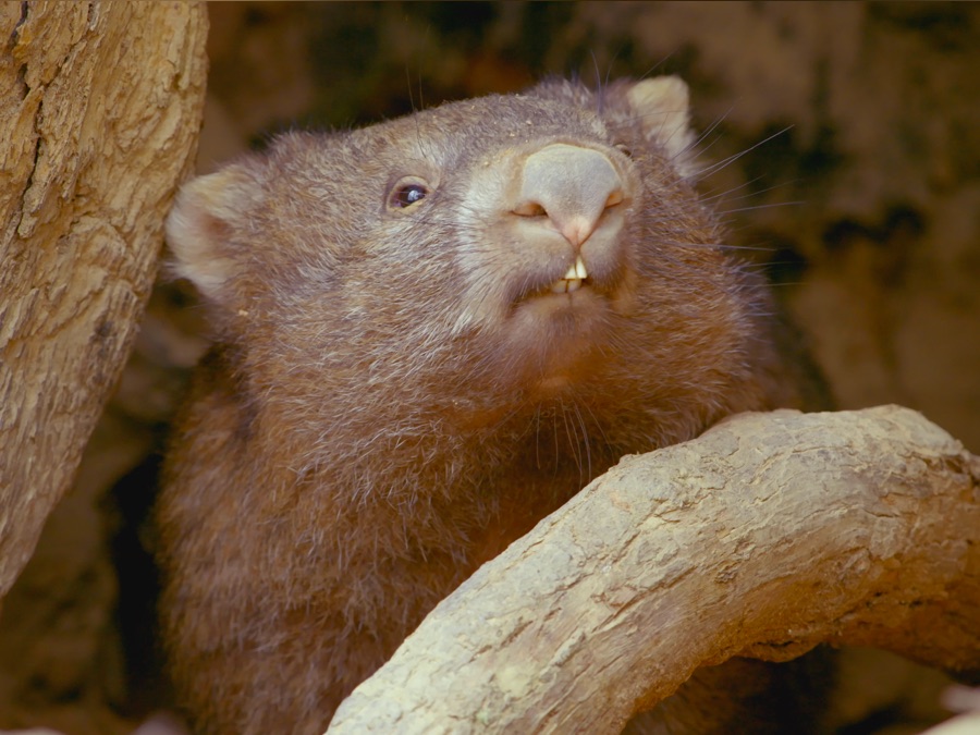Secret Life of the Wombat - Apple TV (MX)