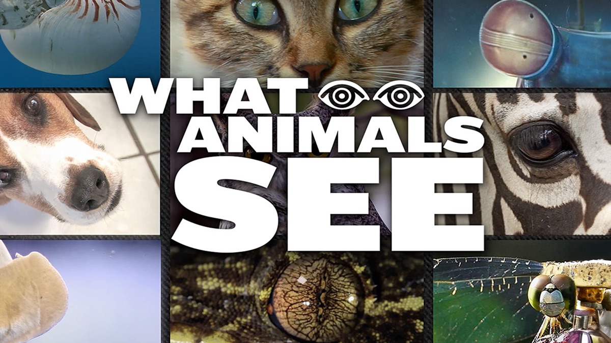 ‎What Animals See - Apple TV