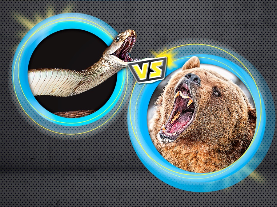 Animal Showdown - Apple TV