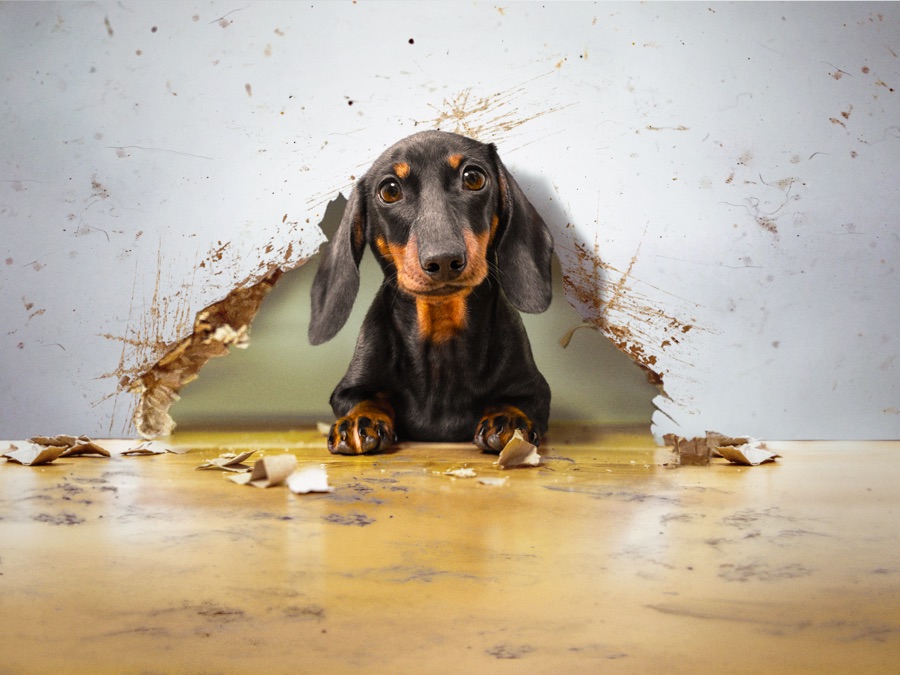 Embarrassing Pets - Apple TV