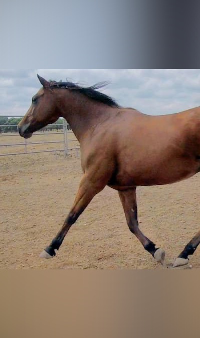 ‎Round Penning: First Steps to Starting a Horse - Apple TV