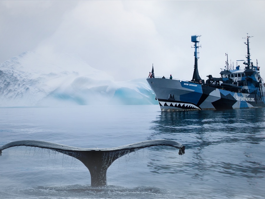 Whale Wars - Apple TV