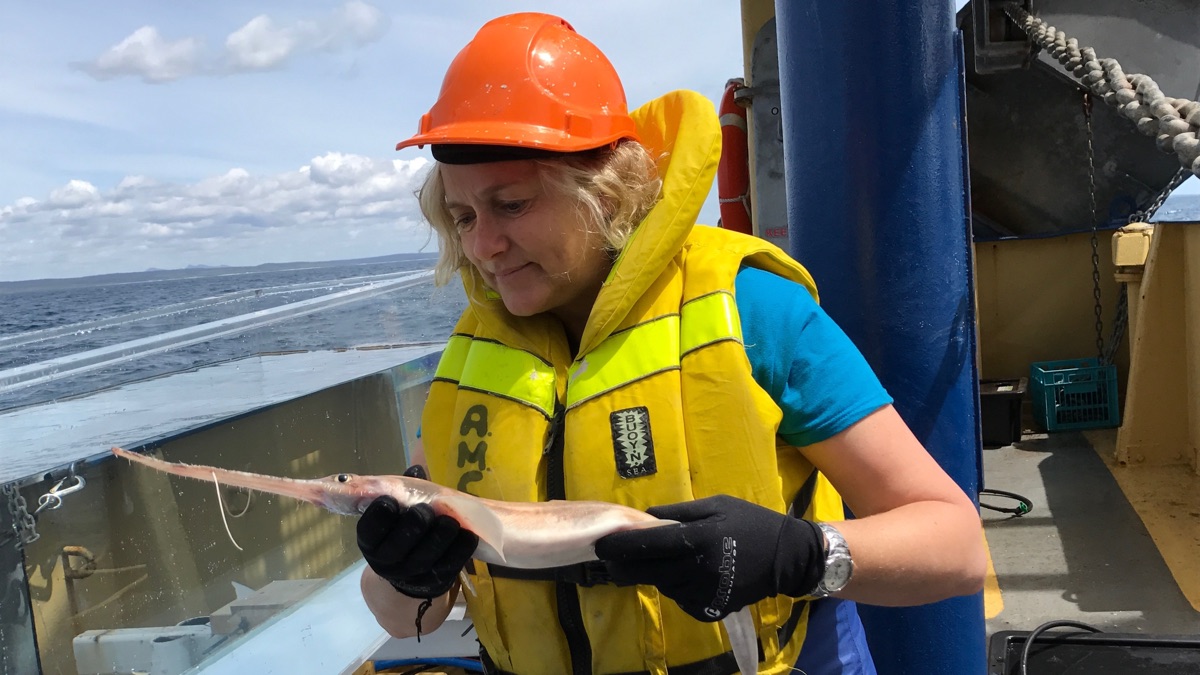 Alien Sharks: Stranger Fins - Shark Week (Series 29, Episode 9) - Apple ...