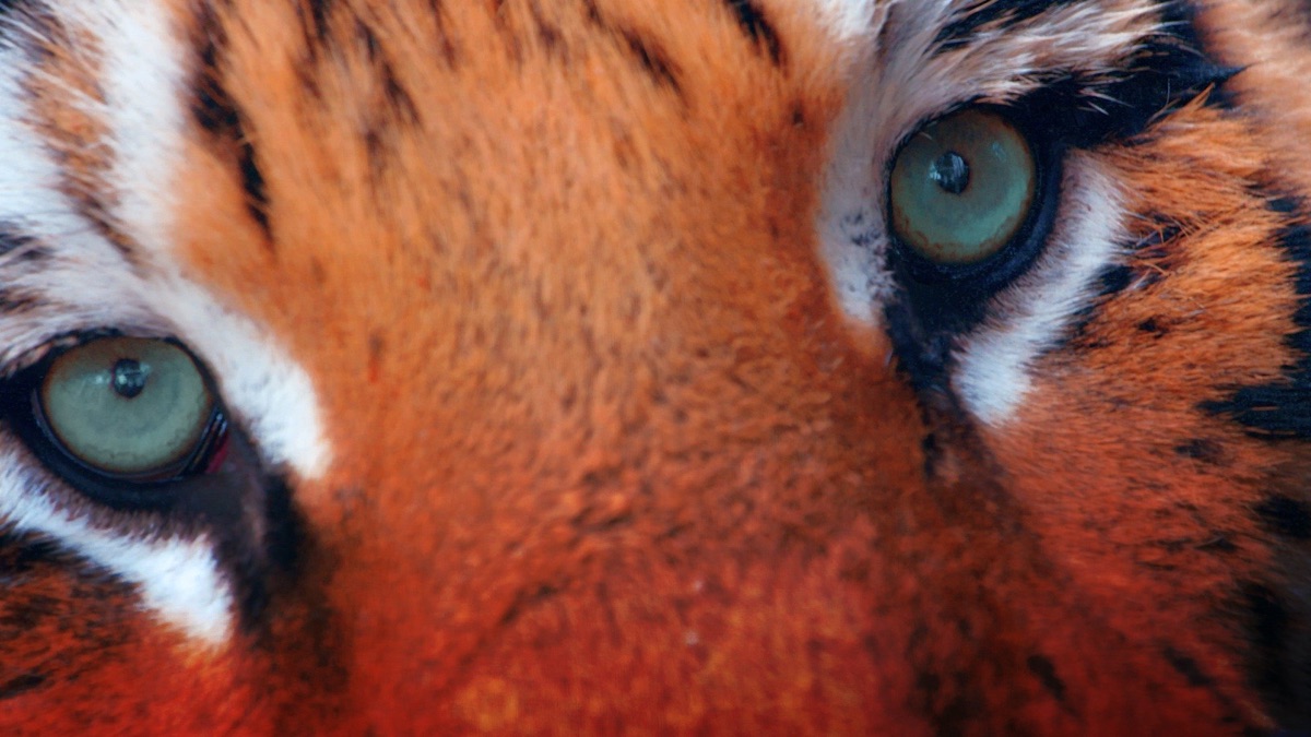 Animal Senses - Apple TV (DE)